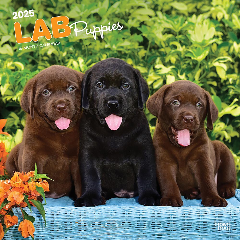 Chocolate labrador price store